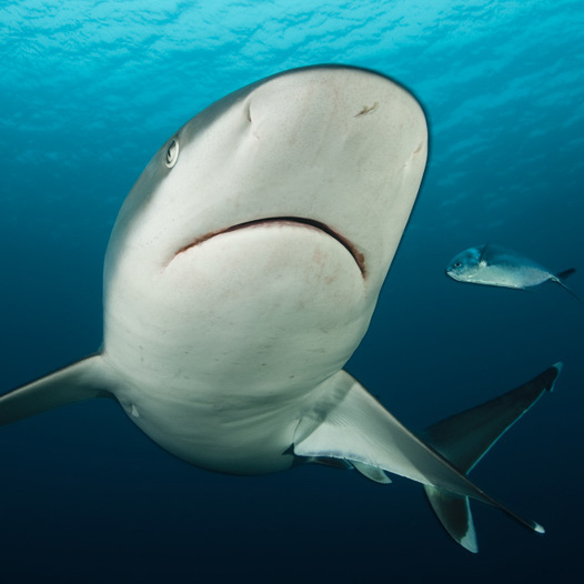 Especies De Tiburones Tiburón De Seis Branquias Del Atlántico