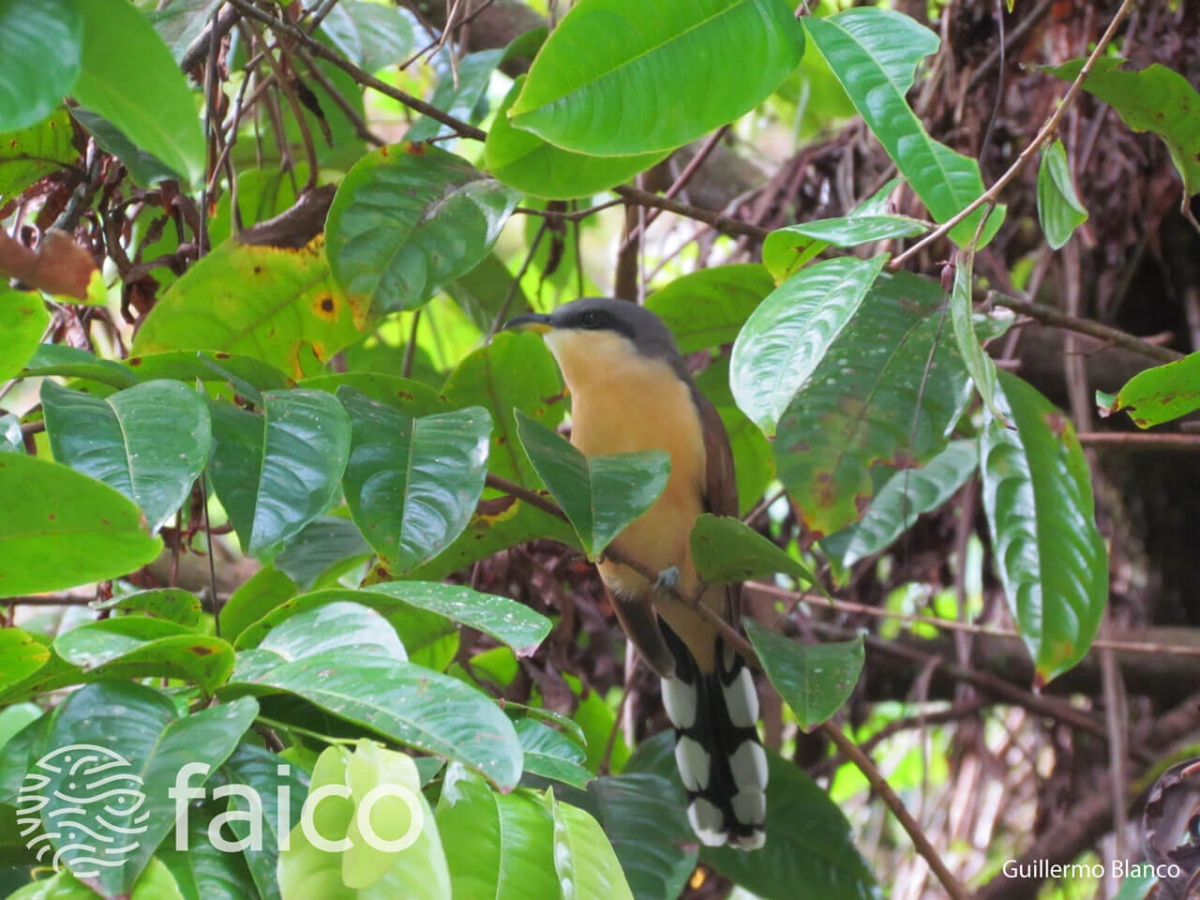 Especies endémicas de la Isla del Coco, ecosistemas y riqueza