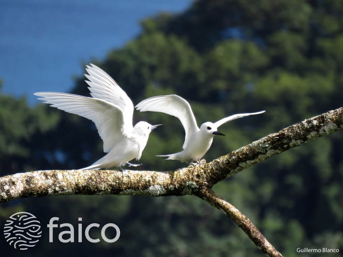 Especies endémicas de la Isla del Coco, ecosistemas y riqueza