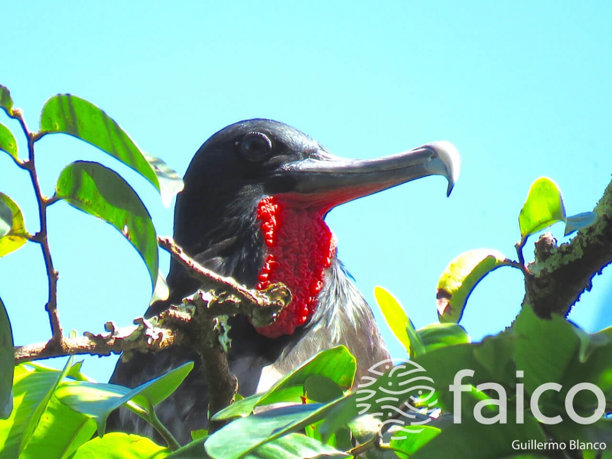 Galería de fotos: Faico - Amigos de la Isla del Coco