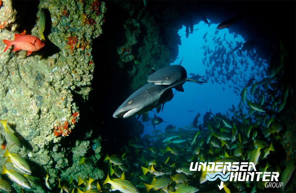 Galería de fotos: Faico - Amigos de la Isla del Coco