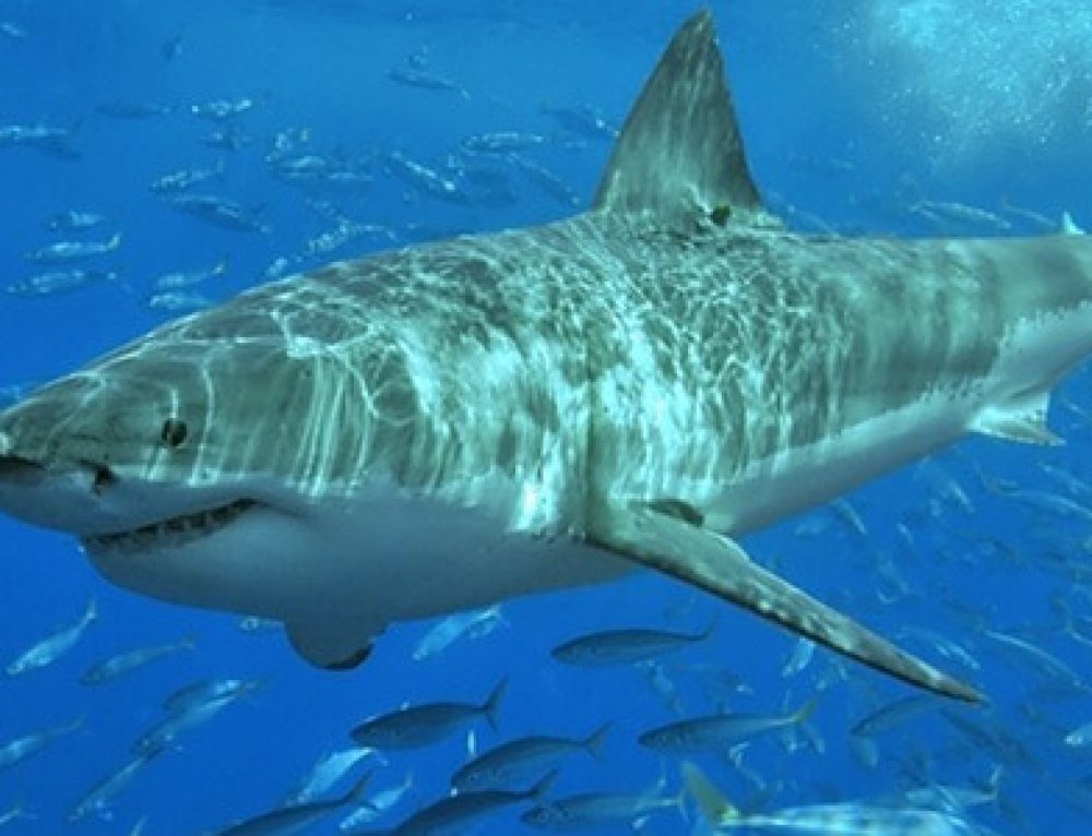 Conozca la Isla del Coco mediante la realidad virtual - Faico - Amigos ...