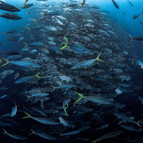 Faico - Amigos de la Isla del Coco, inspiring marine conservation