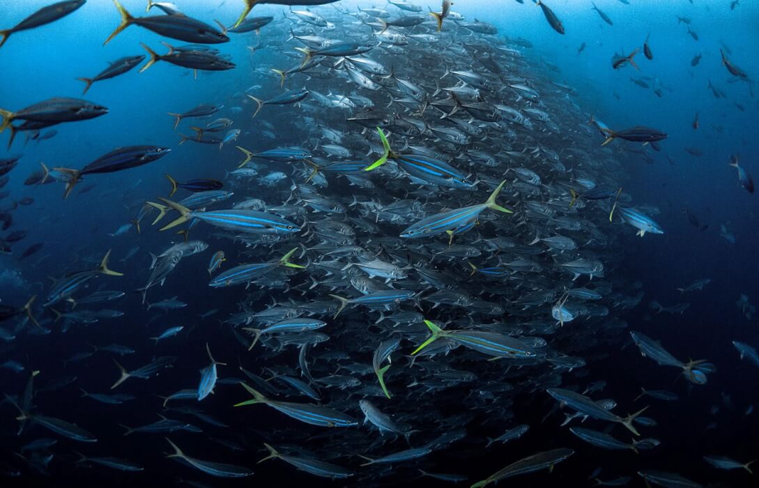 Faico - Amigos de la Isla del Coco, inspirando la conservación marina