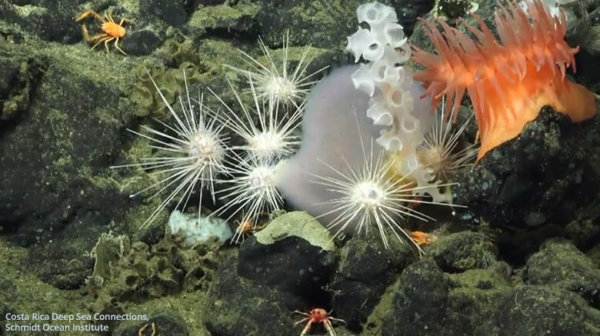 Montes submarinos: un oasis en medio del océano