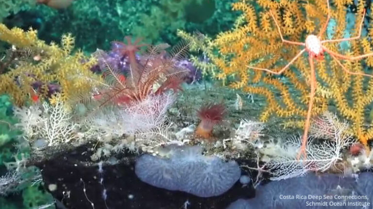 Montes submarinos: un oasis en medio del océano