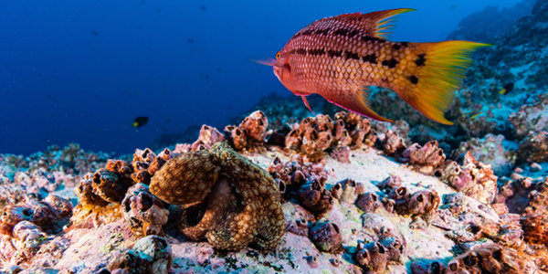 The Little Big Expedition to Cocos Island, Costa Rica