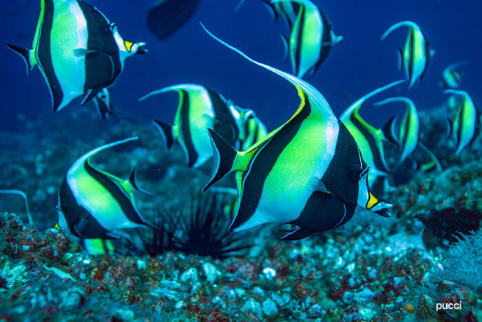Parque Nacional Isla del Coco, la joya natural de Costa Rica