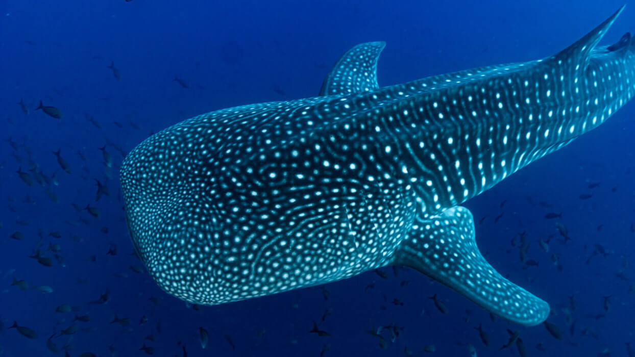 Faico - Amigos de la Isla del Coco, inspirando la conservación marina